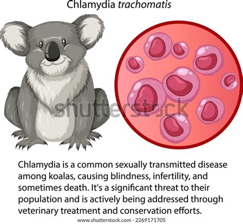 Chlamydia Trachomatis Explanation Illustration Stock Vector Royalty Free 2269171705 Shutterstock