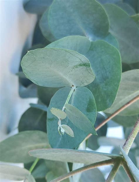 Eucalyptus Cinerea Or Silver Dollar Eucalyptus Tree