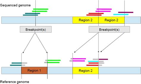 Identifying Breakpoints Using Split Read Information In The Reference Download Scientific