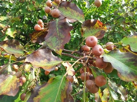 Southern Forager Bradford Pear Jelly