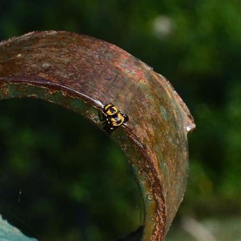 Rhene Insect Identification Guide Habitat And Facts