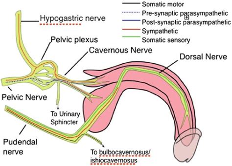 Symptoms Of Tight Pelvic Floor Hardflaccid