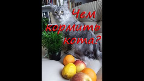 Питание породистых кошек Мейн куны Youtube