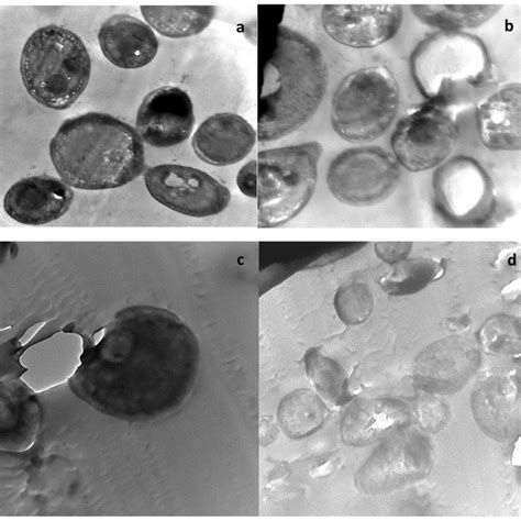 Phosphonium And Uroniumaminium Coupling Reagents Download