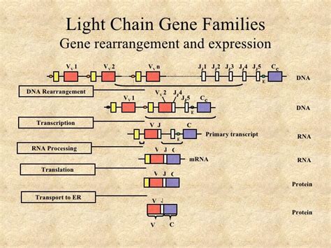 Ig Genetics 2001