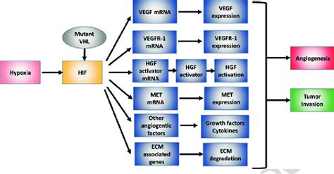 6 Hypoxia Induced Angiogenesis And Multiple Molecular Pathways Download Scientific Diagram
