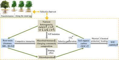 Soil carbon and associated bacterial community shifts driven by fine root traits along a ...