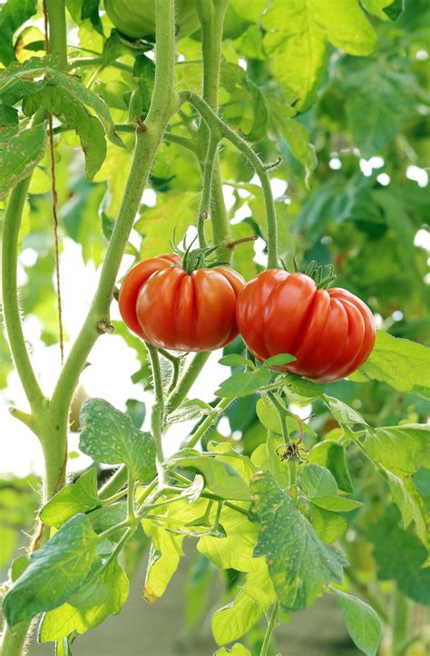 Iron Deficiency In Tomato Plants Signs And Solutions Cultivating Green