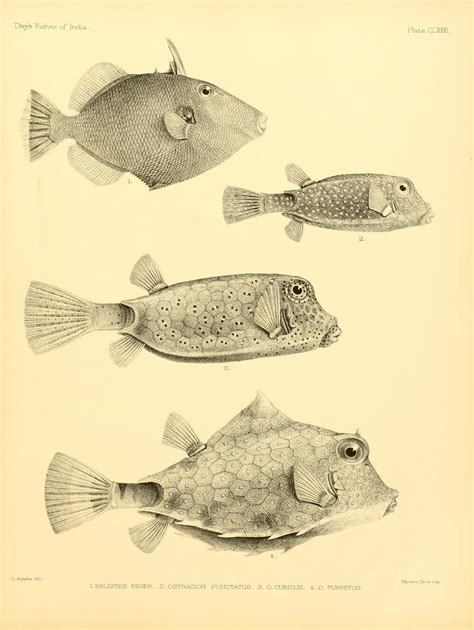 Vintage Fish Print Balistidae Triggerfish Artofit