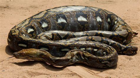 Woman Eaten By Python In Indonesia For 2nd Time In A Month