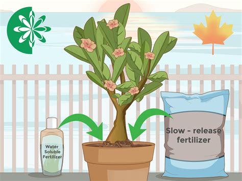 How To Cultivate Desert Rose
