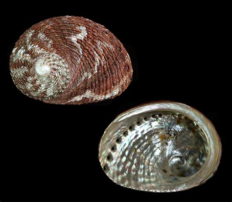 Haliotis Roei Nice Pattern Malacology