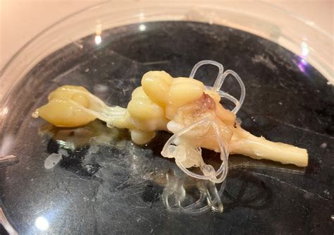 The Enigmatic Ears Of Sharks And Rays Save Our Seas Foundation