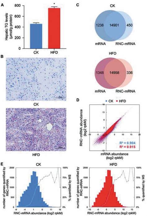 Comprehensive Analysis Of The Translatome Reveals The Relationship