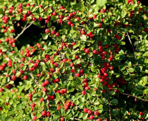 Cotoneaster Plantation Taille Et Conseils Dentretien