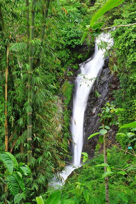 Gitgit Wasserfall In Bali Stockbild Bild Von Nave Indonesien 22530501