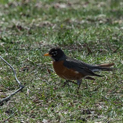 Robins Belinda Grover Photography