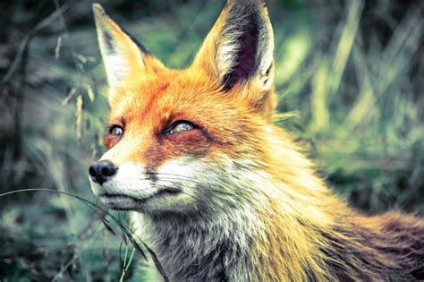 Zorro Rojo Vulpes Vulpes En Hierba Verde Foto Premium