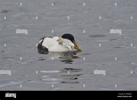 Male Or Drake Common Eider Somateria Mollissima Swimming In The Sea Grutness Voe Shetland
