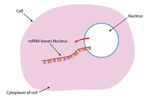 Dna Rna Can Leave The Nucleus