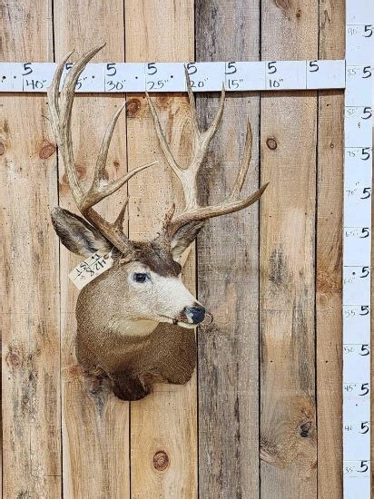 200 Class Mule Deer Shoulder Mount Taxidermy Art Antiques