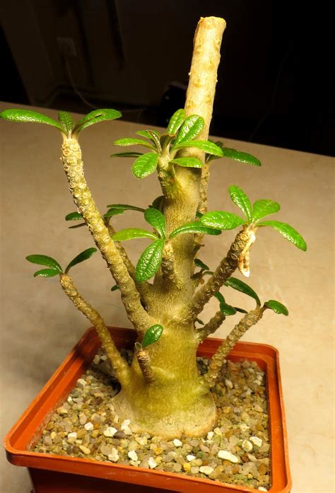 Dorstenia Gigas — Cactus Shop
