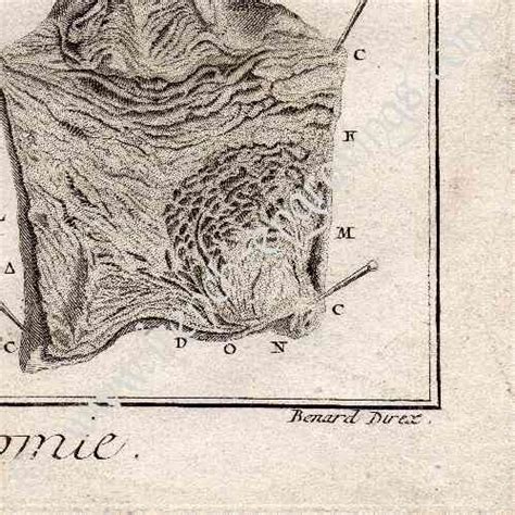 Antique Prints And Drawings Medicine Anatomy 1779 Uterus Vagina