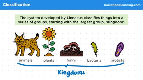 Gcse Aqa Biology Complete Lesson Linnaean Classification System