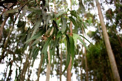 Eucalyptus Citriodora Essential Oil Kaapi Ingredients