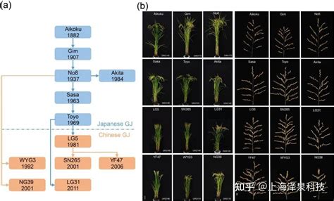 基因组分析揭示基因组结构变异在粳稻育种中的重要意义 知乎