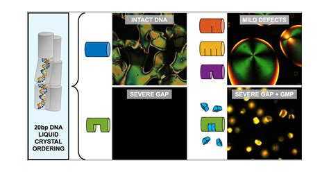 Liquid Crystal Ordering In Dna Double Helices With Backbone Discontinuities Macromolecules