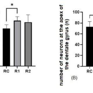 Photomicrograph Of The Apex Of The Dentate Gyrus Of The Hippocampus For Download Scientific
