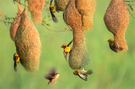 All 13 Types Of Bird Nests With 30 Species Examples