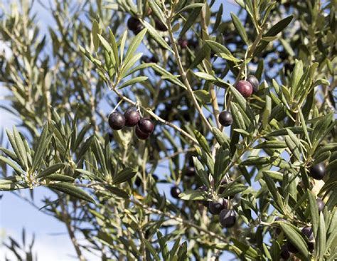 Pendolino Olive Tree For Sale