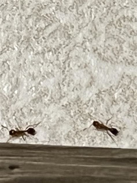 Tx Ants In Bathroom Rantidentification