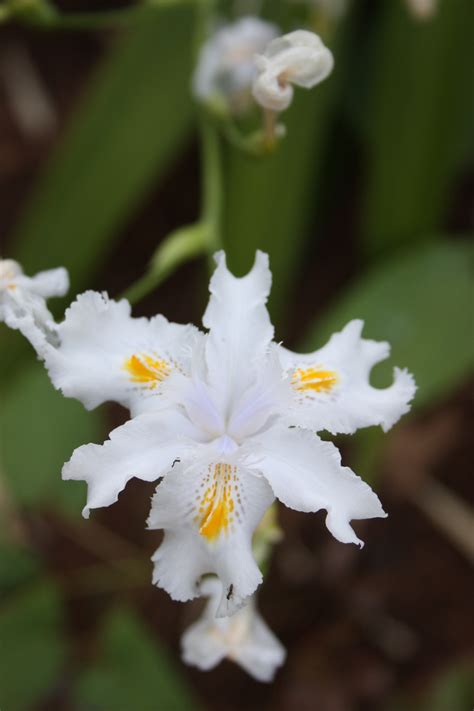 Juniper Level Botanic Garden