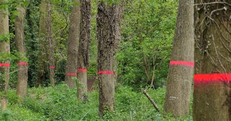 Axis The Cherry Weep While The Ash Dieback