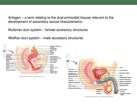 PPT Chapter Sex Differences In Behavior Sex Determination And Differentiation PowerPoint