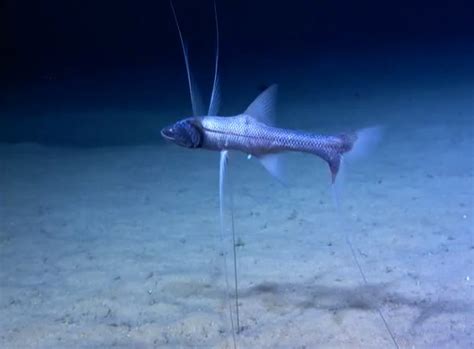 Real Monstrosities Tripod Fish