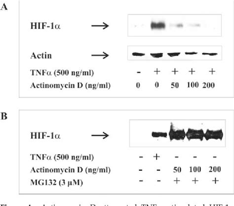 Figure 4 From Tumor Necrosis Factor Cid 1 Causes Accumulation Of A Ubiquitinated Form Of