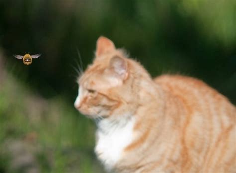What To Do When Your Cat Is Stung By A Bee Or Wasp Landl Info Hub