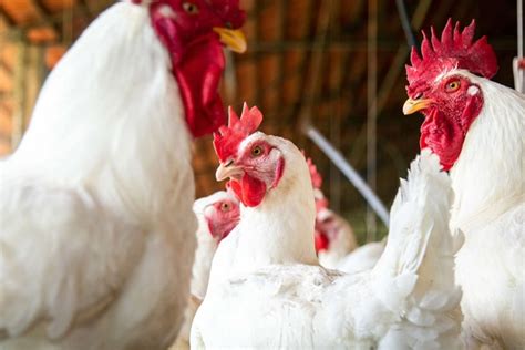 Avian Influenza A Growing Threat To Poultry And Public Health Corner