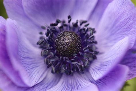 Anemone Flower Meaning Symbolism And Colors Pansy Maiden