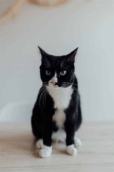 Tuxedo Cat Behavior Understanding And Managing Their Quirks