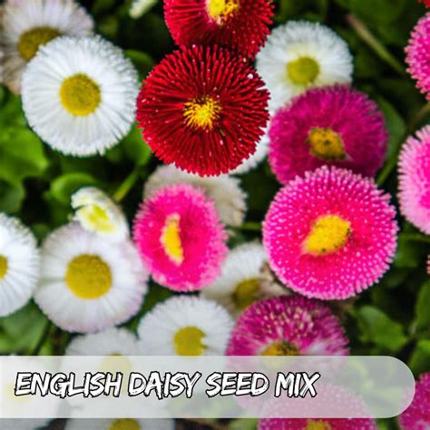 500 English Daisy Seeds Mix Bellis Perennis Cottage Garden Flowers Etsy