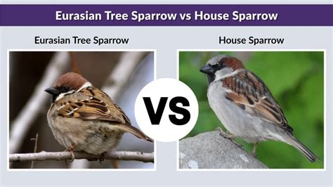 Eurasian Tree Sparrow Identification Habitat And Facts