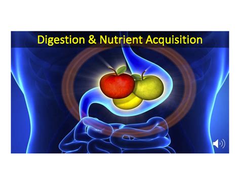 Lecture 11 Digestion And Nutrient Acquisition Strategies Digestion