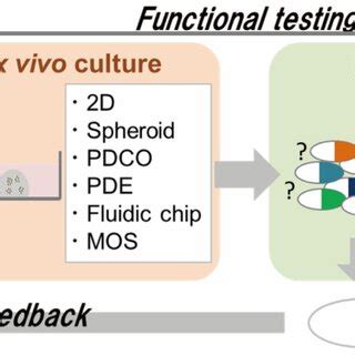 Scheme Of Functional Testing For Prediction Of Clinical Response