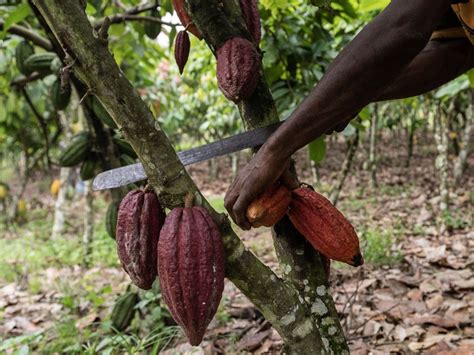 Chocolate Could Get Even Pricier If Africa S Cocoa Crop Flops Toronto Sun