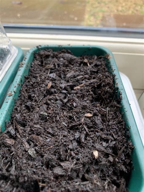 Growing Gaura From Seed The Weekend Gardener